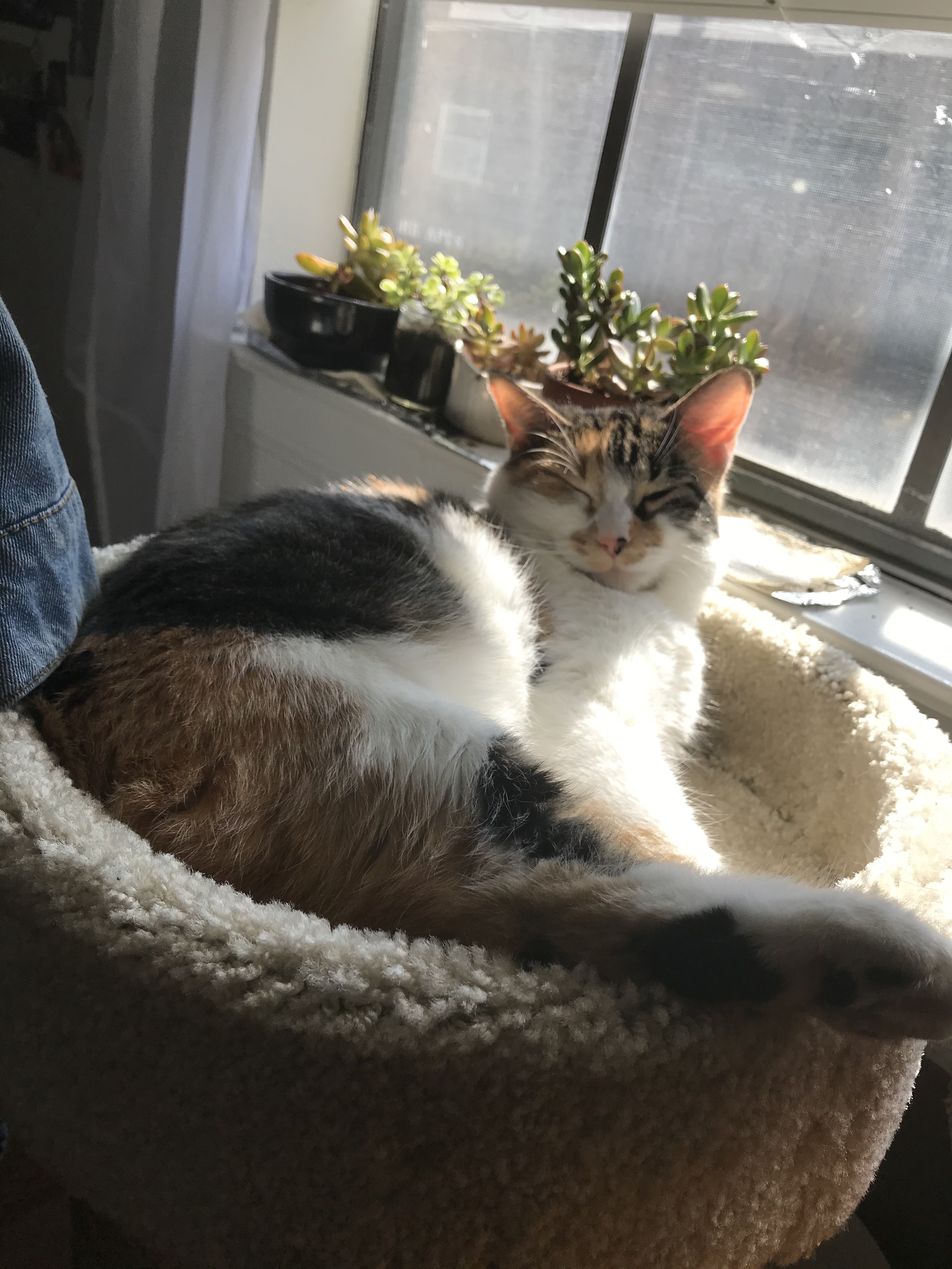 about me – GRAYSON X SHEPARD